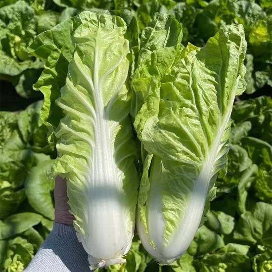 Rapid Pechay Seeds 500pcs Repacked – Fast Growing, High Yield, Easy to ...